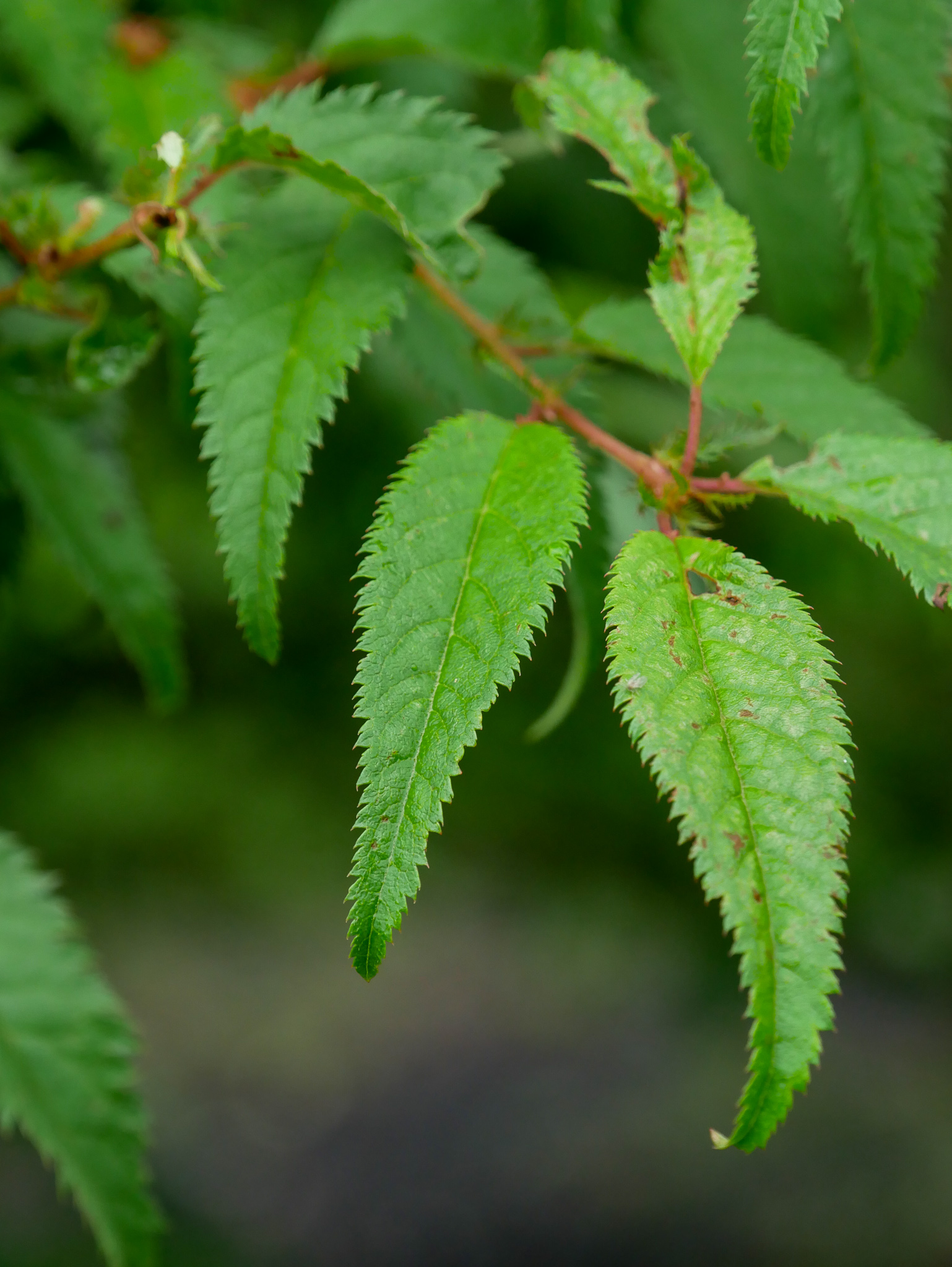 Prunus incisa 'Oshidori' | Rosaceae - Van den Berk Nurseries